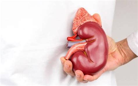 Kenali Penyakit Kanker Ginjal Jendela Puspita