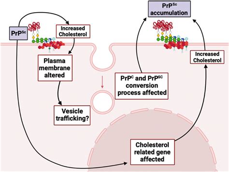 The Reciprocal Association Of Cholesterol With Prion Infection Prion