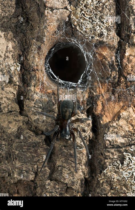 Black Lace Weaver Amaurobius Ferox Oustide Hideout Hole In Tree