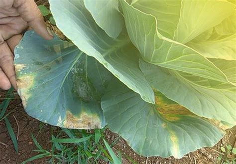 Bakteri Xanthomonas Campestris Kampustanicom