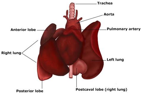 Respiratory System World Of Rats
