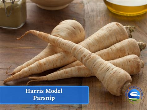 Parsnip Harris Model Parsnip Seeds Heirloom Seed Packet Non Gmo Etsy