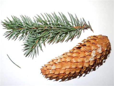 Conifer Cone Identification Flashcards Quizlet