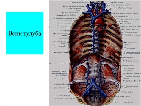Будова та розвиток вен регіональні особливості кровопостачання органів презентация онлайн