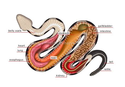 Ball Python Anatomy