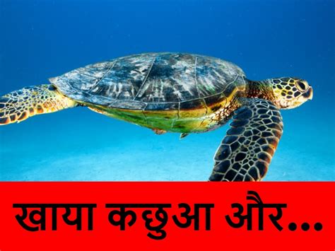 Eating Sea Turtle Does Sea Turtle Carry Venom Danger In Eating