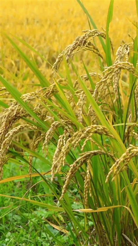 𝘔𝘪𝘴𝘤 𝘛𝘰𝘥𝘢𝘺 🇹🇭 On Twitter สัจธรรม จากรวงข้าว