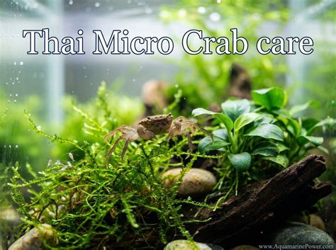Thai Micro Crab Care Guide August 2026 Complete Species Guide