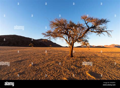 Single Dry Camel Thorn Tree In Arid Namib Desert Stock Photo Alamy