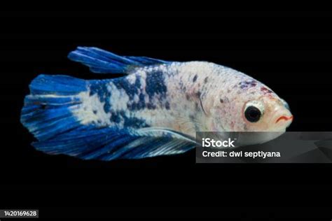 カラフルなベッタの魚美しいシャムの戦いの魚ファンシーベッタは黒い背景に青い大理石を輝かせます アジア大陸のストックフォトや画像を多数ご用意