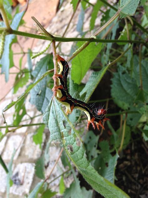 곤충 암청색줄무늬밤나방 곤충 생물종 Bric