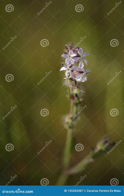 Small Hairy Flowers Stock Image Image Of Closeup Flora 135203487