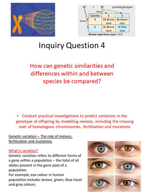 2024 Module 5 Inquiry Question 4 Pdf Dominance Genetics Meiosis