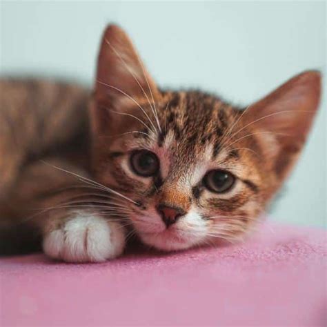 Síntesis de 26 artículos como saber si un gato es macho o hembra