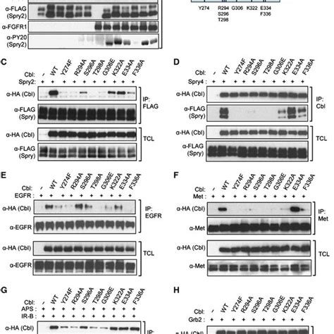 Binding Affinity Measurements With Isothermal Titration Calorimetry