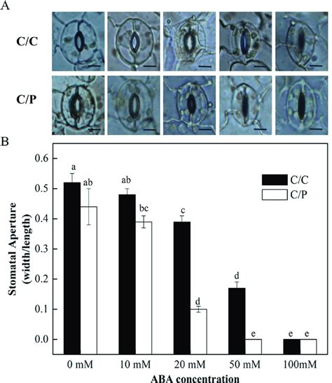 The Effect Of Abscisic Acid Aba Concentration On Stomatal Opening