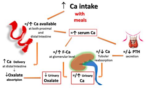 Vitamin D And Calcium Supplementation And Urolithiasis A Controversial And Multifaceted