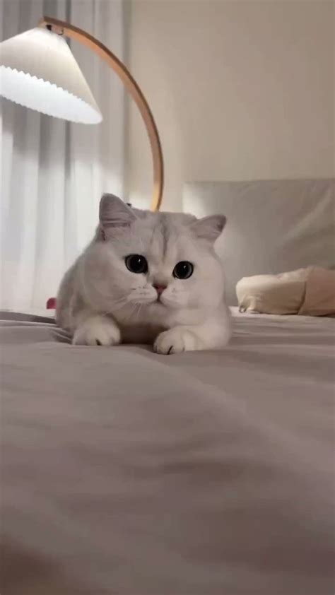 Tamaタマ 🏳️‍🌈 On Twitter Rt Cat Auras