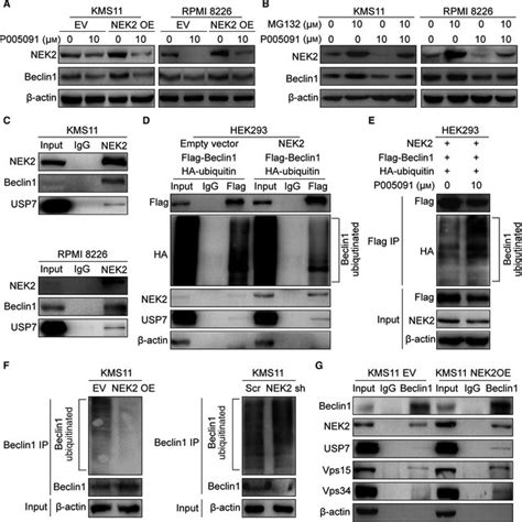 Nek2 Stabilizes Beclin‐1 Through Usp7‐mediated Deubiquitination A