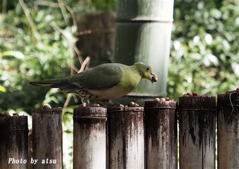 野鳥撮り 2023 03 05 新 トラちゃん ちー明日葉 観察日記
