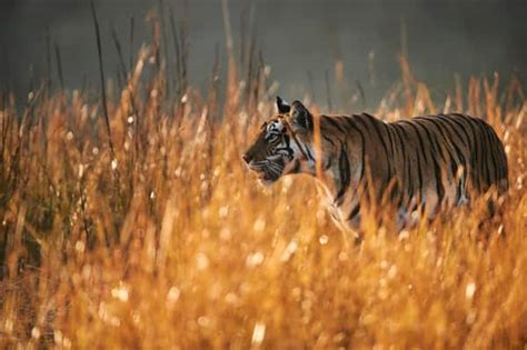 Tiger And Rhino Safari Photo Tour