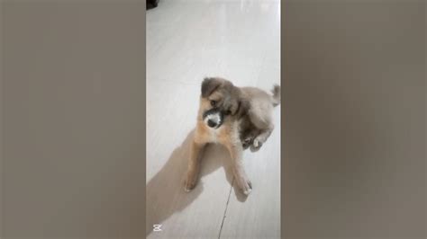 බලන්නකෝ මෙයාගේ කෝලම් ඔලුවත් හරව හරව Shorts New Viralvideo Youtube