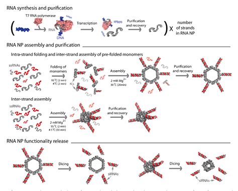 Figure 1 From In Silico Design And Enzymatic Synthesis Of Functional