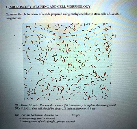 SOLVED CMCROSCQPY STAINNG AND CELL MORPHOLOGY Examine The Photo Below