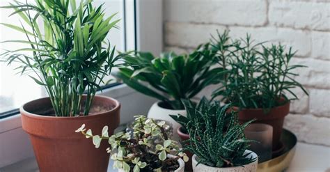 Consejos Para Cuidar Plantas De Interior En Verano Eco360