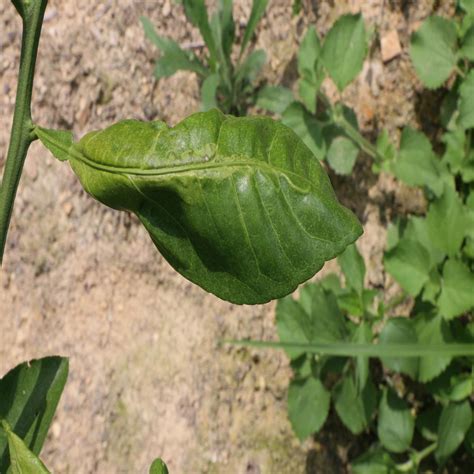 Citrus Diseases Classification Dataset By Adekus