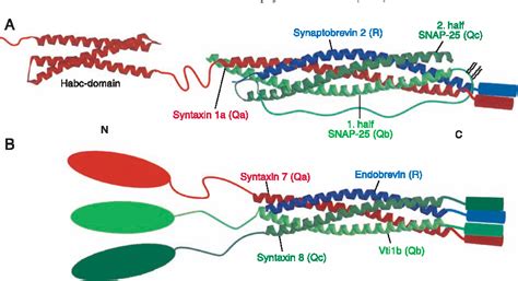 What Are Snare Proteins