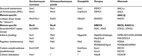 Subunits Of Cohesin Complexes And Cohesin Regulators Implicated In