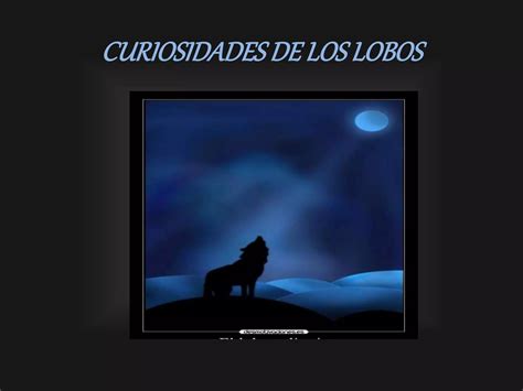 Curiosidades Sobre Los Lobos Ppt