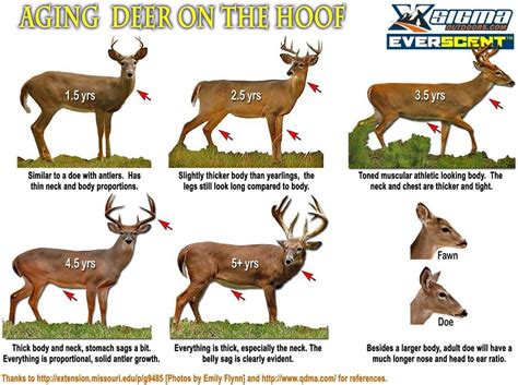 Hunters Quick Guide How To Tell Age Of Deer Kalkal