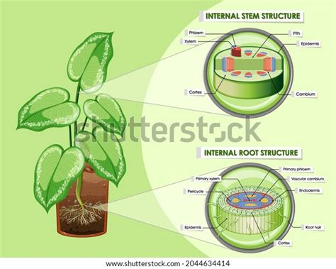 Diagram Showing Stem Root Structure Illustration Stock Vector Royalty Free