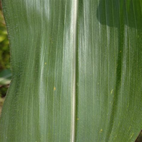 Deteccion De Roya En Maiz Object Detection Model By Deteccion De Roya En Hoja De Maiz