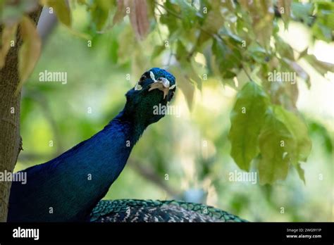 Peacocks Are Large Colorful Blue Pheasants Known For Their Iridescent