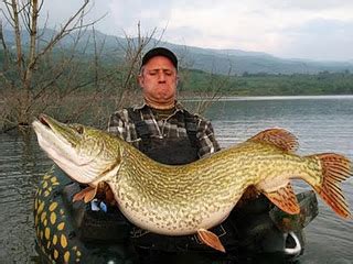 Big Fishes Of The World PIKE NORTHERN Esox Lucius