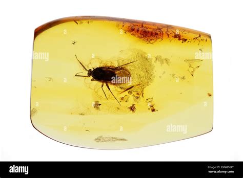 Flower Bug Anthocoridae Imprisioned In Baltic Amber Isolated On White