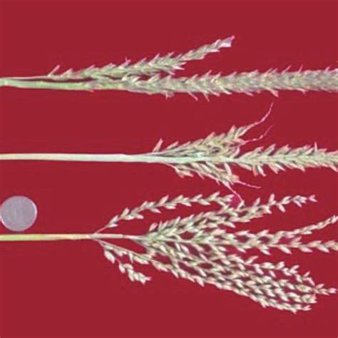 Phenotypic Performance Of The Tassel Branch Number In The BC S Download Scientific Diagram
