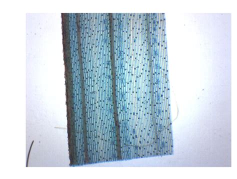 Monocot Leaf Epidermis Prepared Microscope Slide 75x25mm Klm Bio Scientific