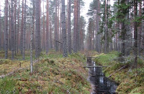 Kas īsti Notiek Mežā Naba Latvijas Radio