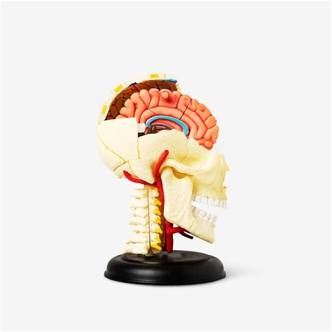Top Selling 3d Anatomic Model Skull On Sale Store Online