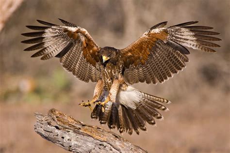 How The Life Of Hawk Could Be Similar To Ours Steemit