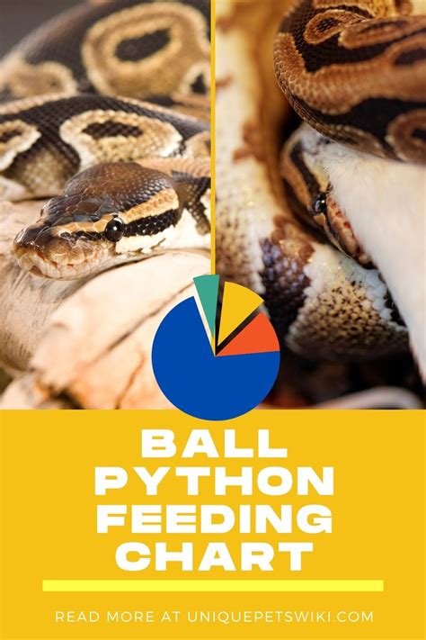 Ball Python Feeding Chart Feeding Made Easy