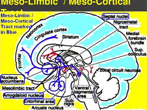 Basal Forebrain Components Schizophrenia Limbic Connections San…