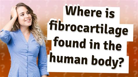 Where Is Fibrocartilage Found In The Human Body Youtube