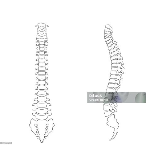 Ilustración de Ilustración Que Muestra La Forma De Toda La Columna Vertebral y más Vectores ...