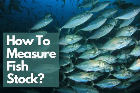How To Measure Fish Stock The Science Behind Fish Stock Assessment