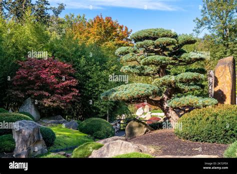 Bonsai Pine Tree A Japanese Garden Stock Photo Alamy